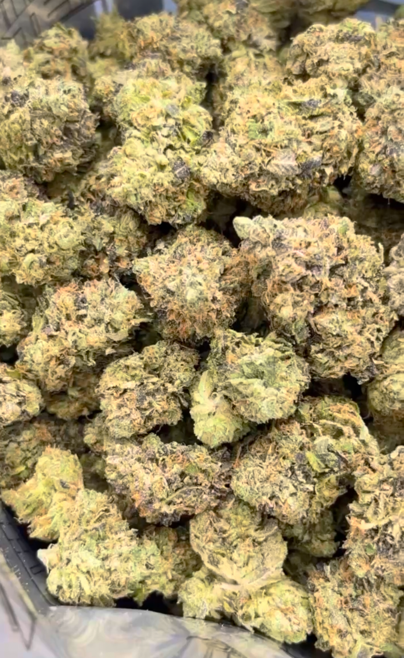 Tenco Black Zushi - Pyntrees Official